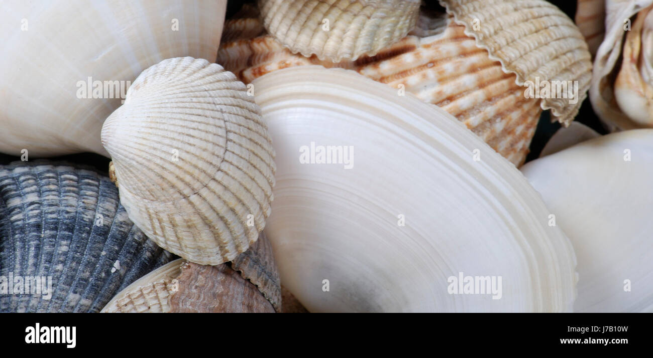 Shell pigment hi-res stock photography and images - Alamy