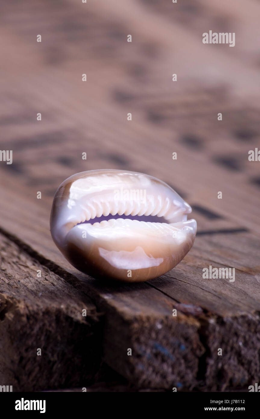 Shell pigment hi-res stock photography and images - Alamy