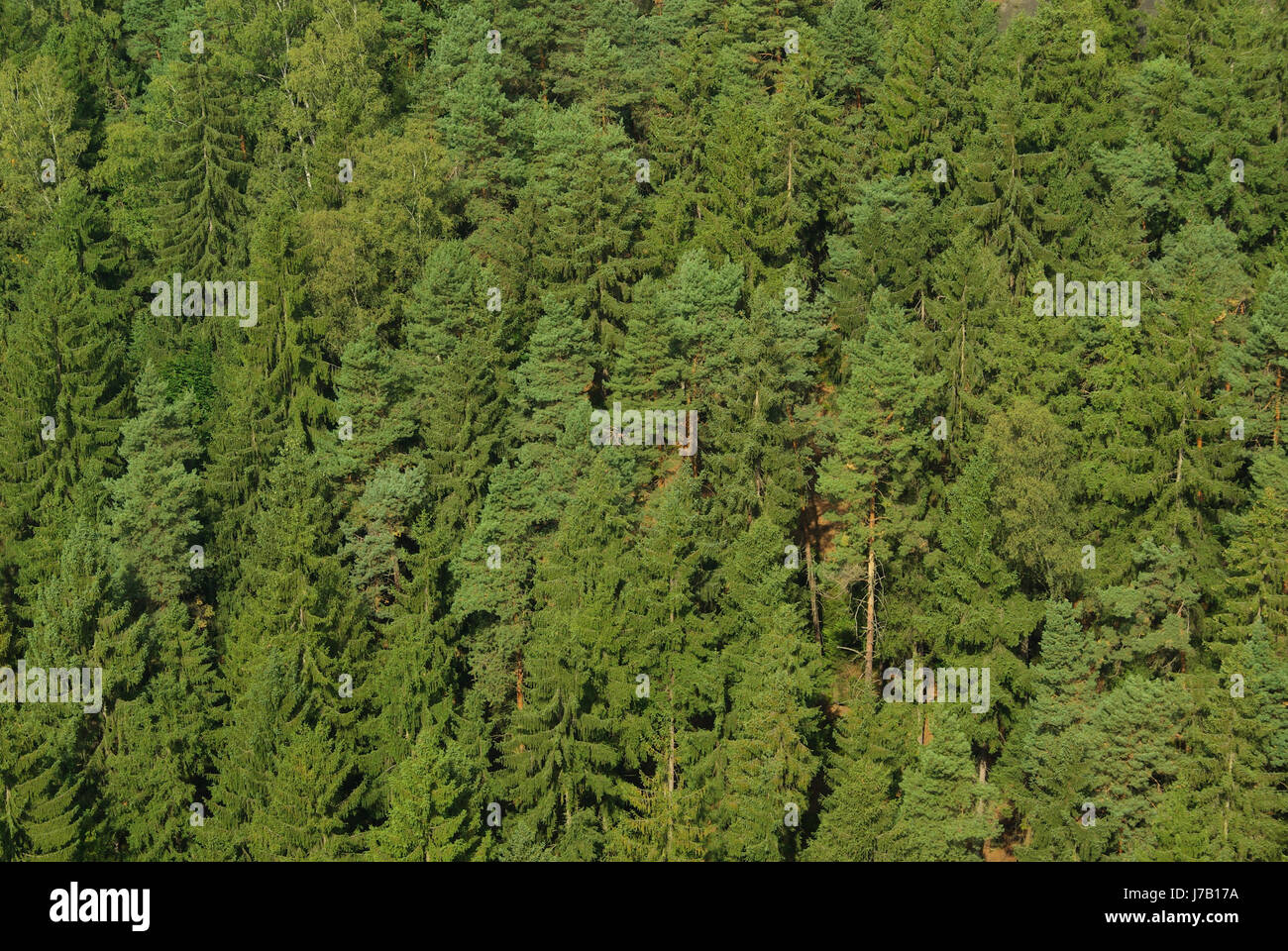 tree trees green fir format-filling forest tree trees green fir conifer ...