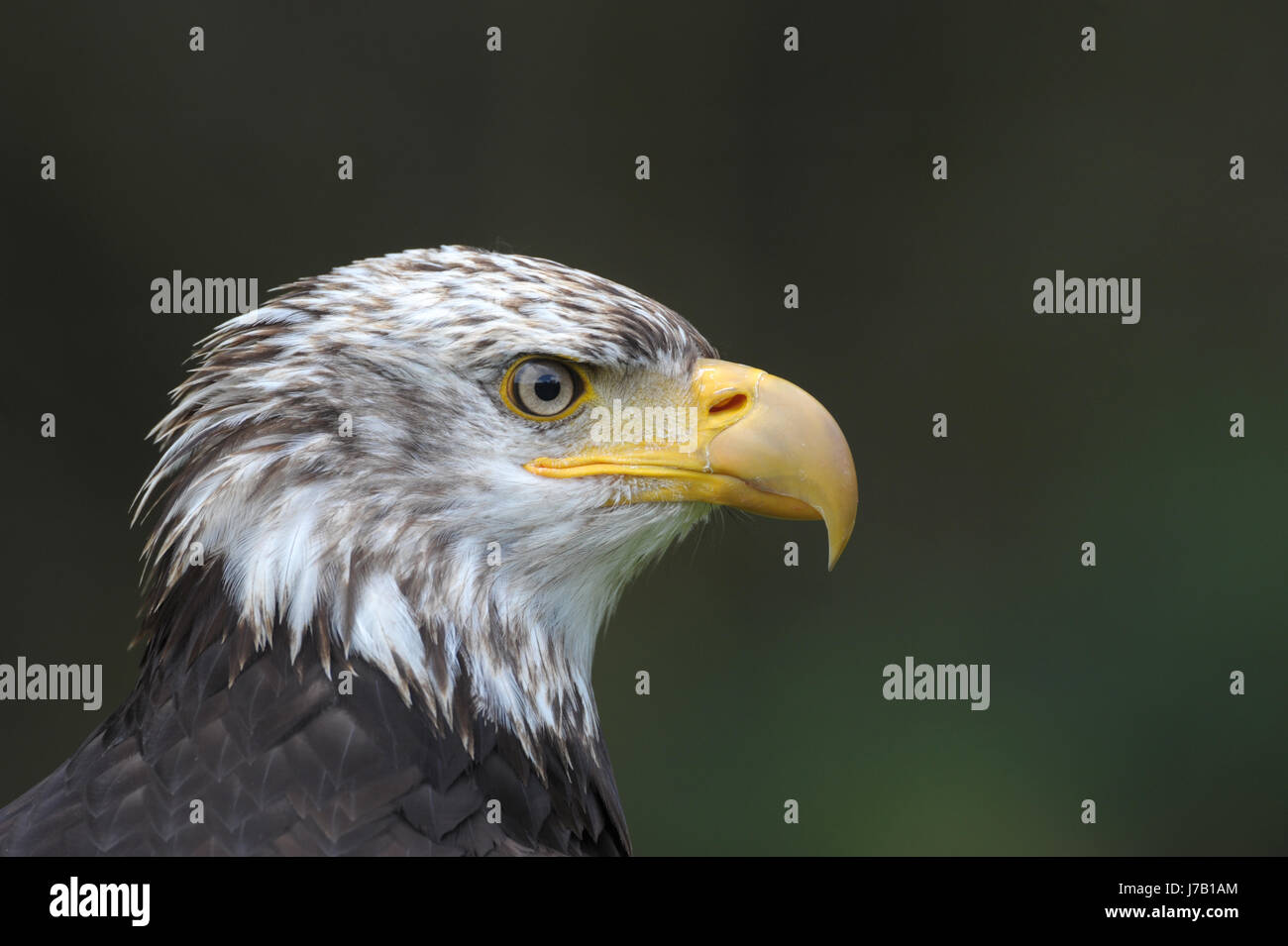 bald eagle in portrait Stock Photo - Alamy