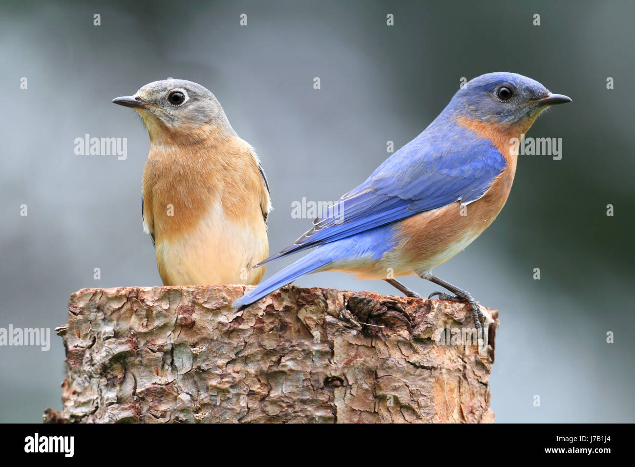 blue bird wild wildlife eastern nature blue animal bird fauna wild male ...