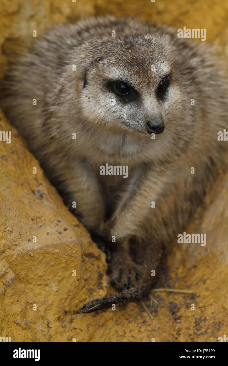 witty tired meerkat meerkats relaxed lie lying lies rock to watch out ...