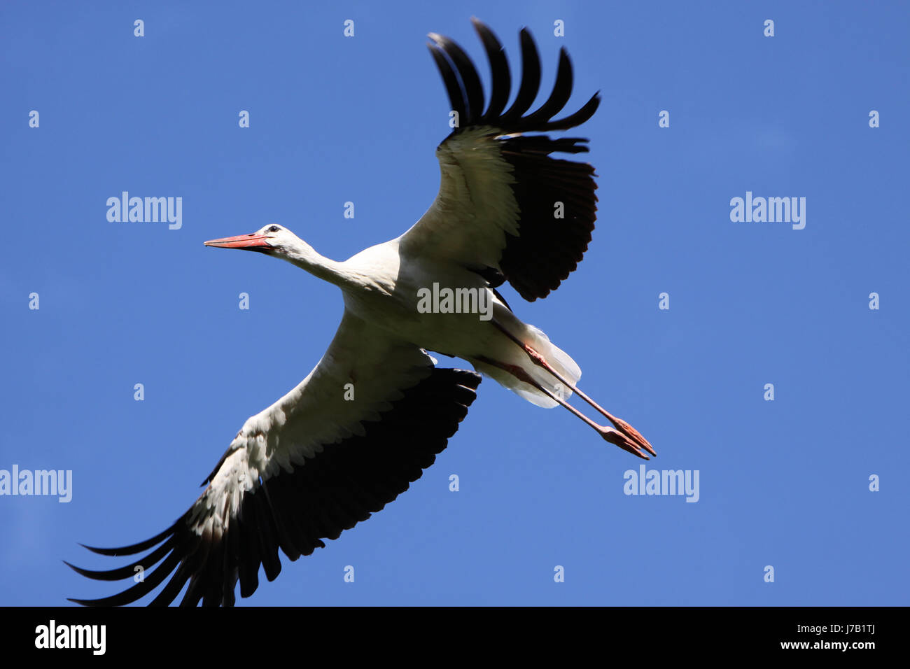 flying white stork Stock Photo - Alamy