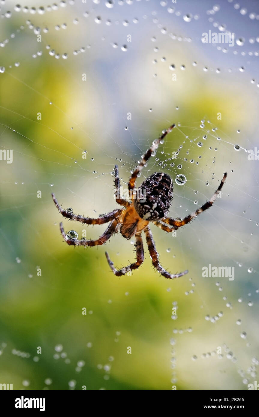 animal insect spider net nature drop drip drops seeping sopping drips ...