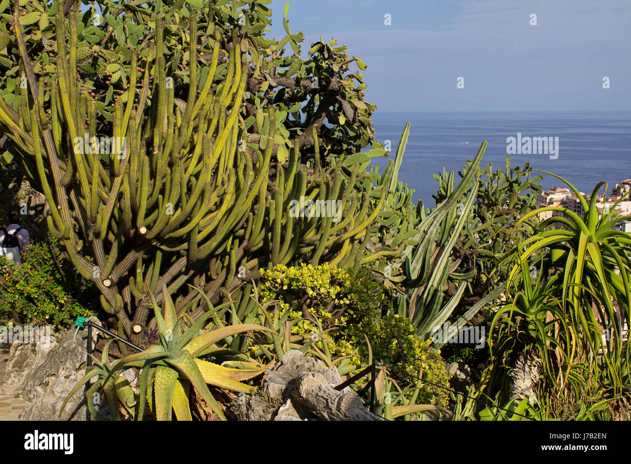 Exotic garden of Monaco, jardins exotique de Monaco: collection of ...