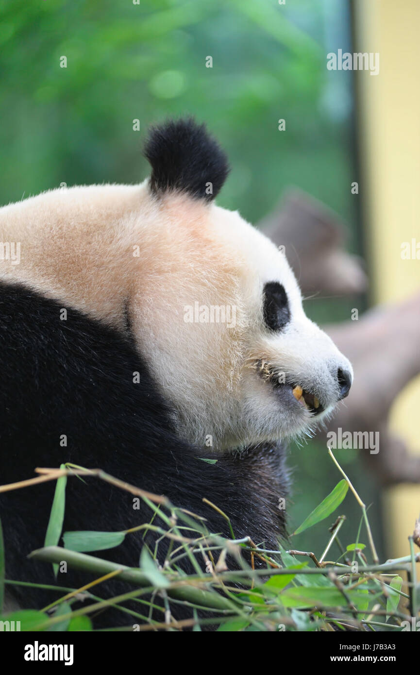 animal wildlife bamboo china chinese panda leaf big large enormous ...