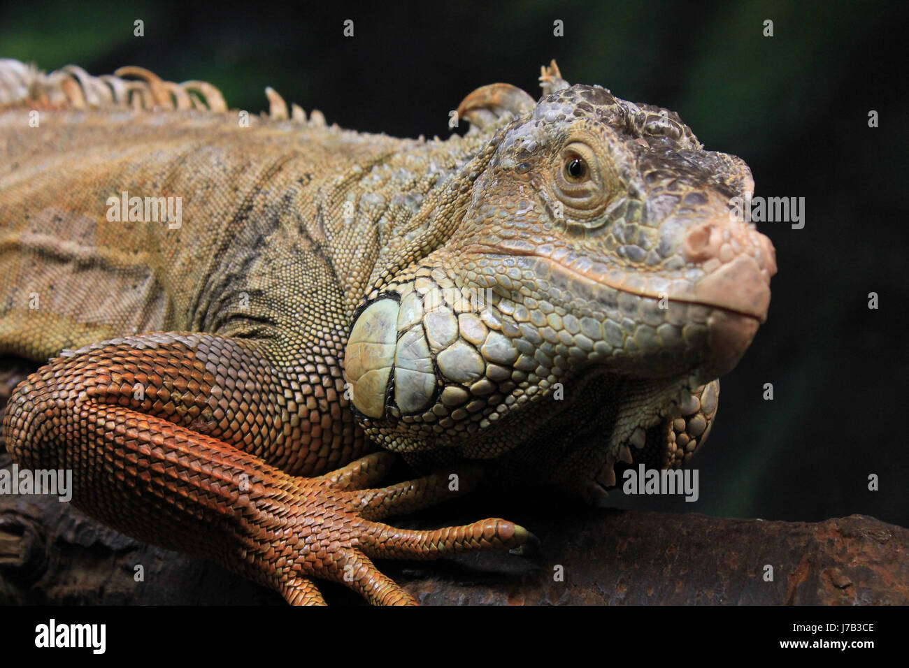 animal reptile portrait hovel iguana crawler big large enormous extreme ...