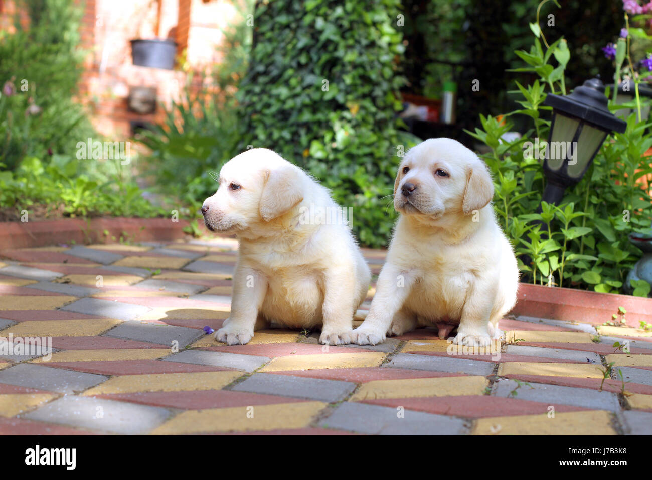 two happy yellow nice labrador puppies in the garden Stock Photo - Alamy