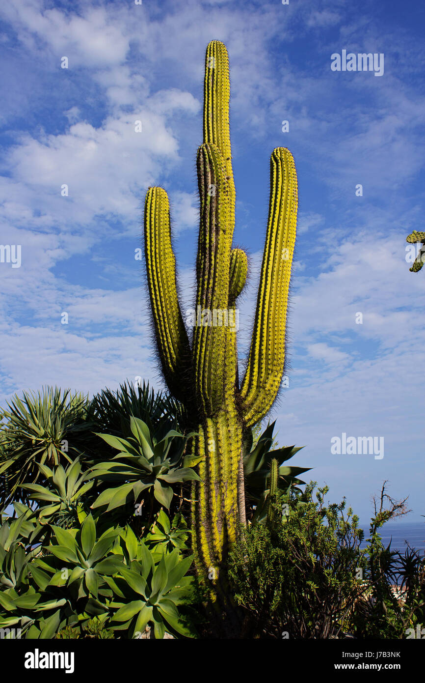Exotic garden of Monaco, jardins exotique de Monaco: collection of ...