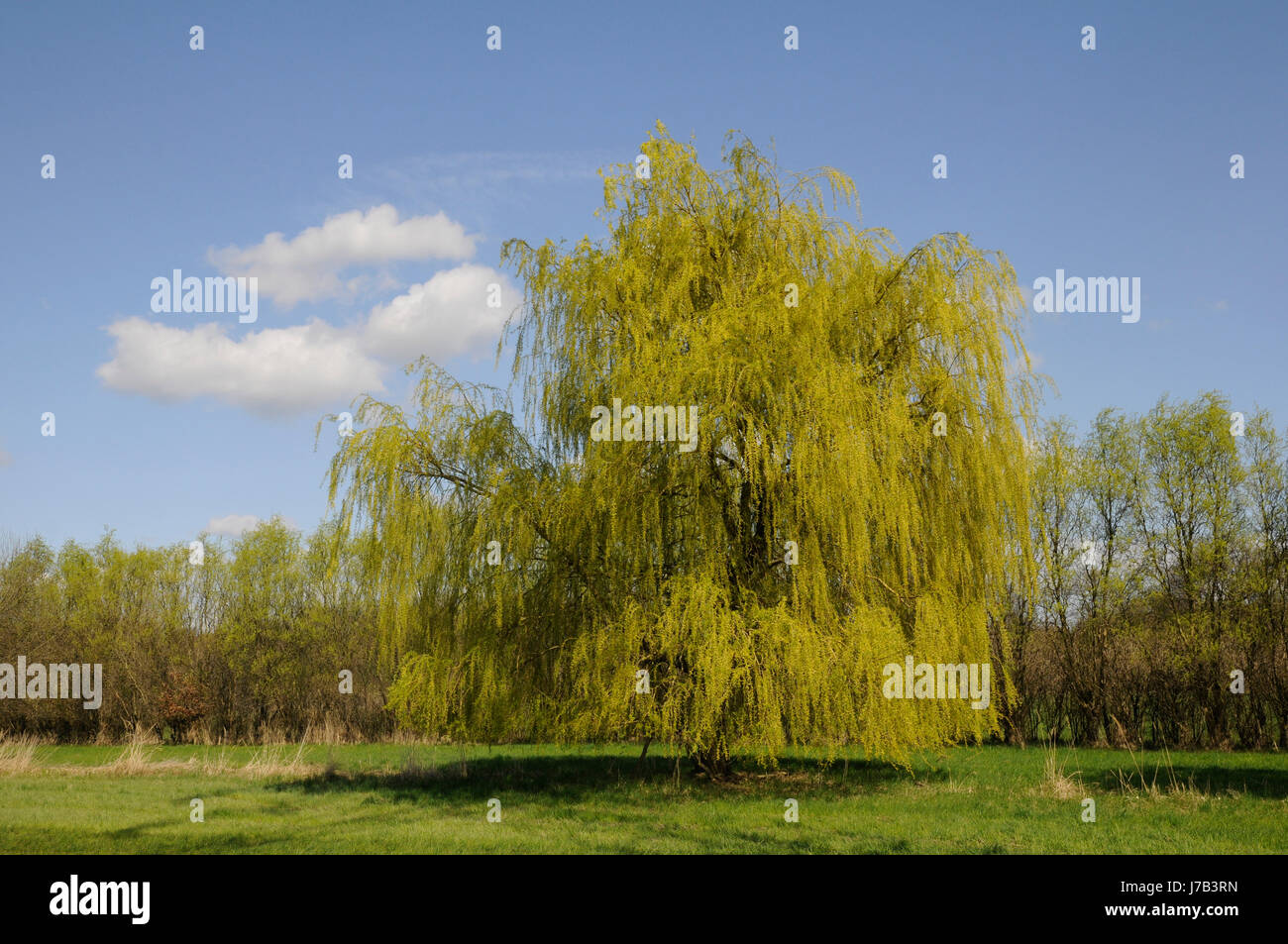 tree spring weeping willow scenery countryside nature willow cloud ...