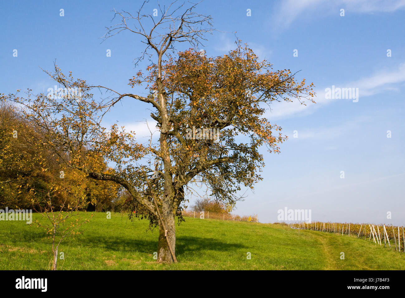 tree deciduous tree fall autumn blue tree trees deciduous tree field deciduous Stock Photo - Alamy