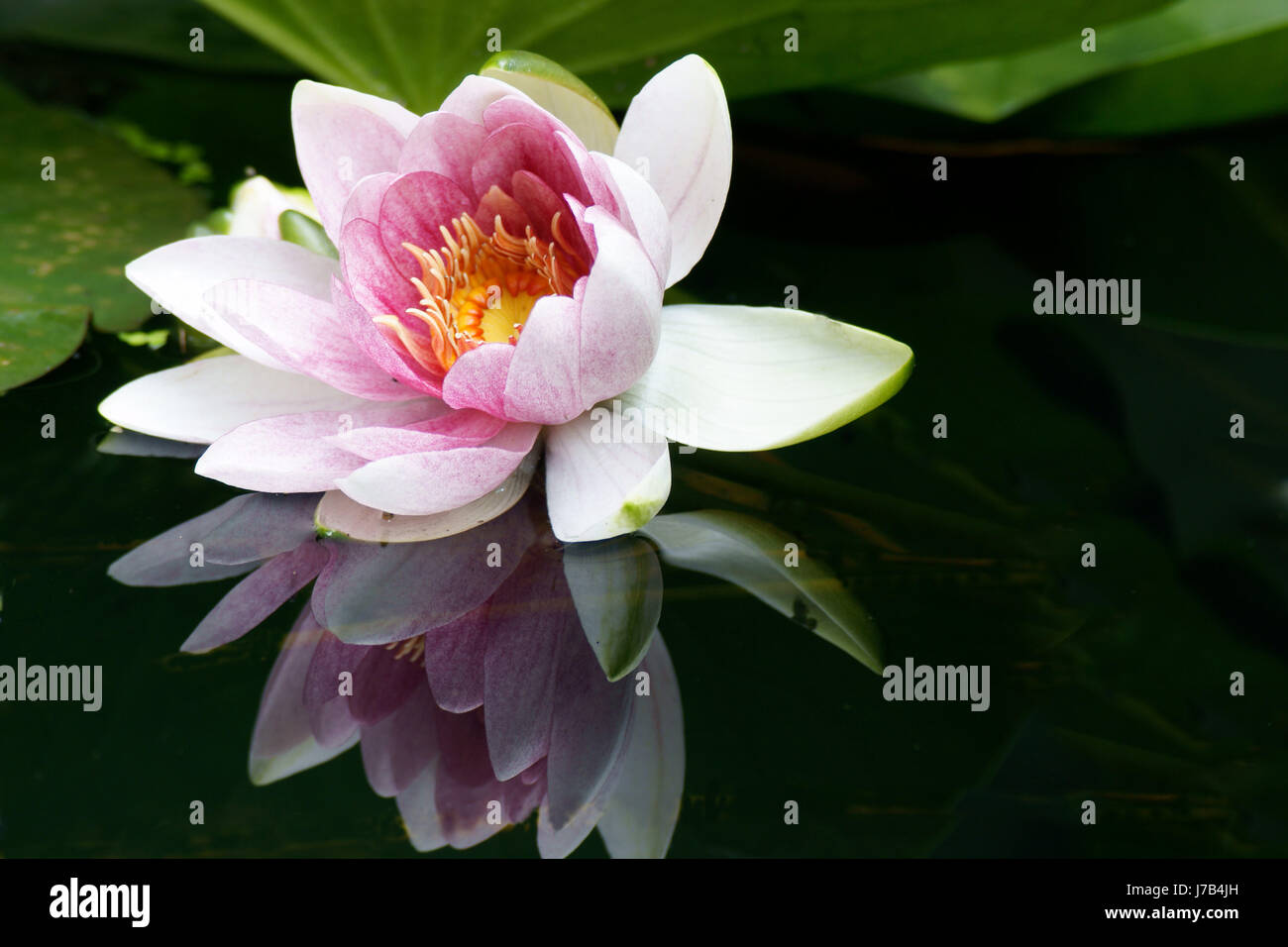 water lilies reflection Stock Photo - Alamy