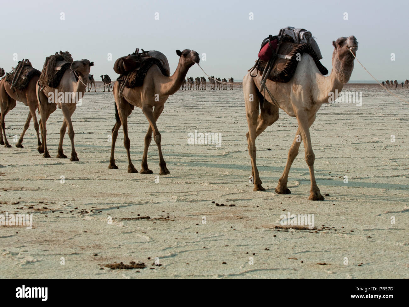 salt desert wasteland camel transport caravan salt desert wasteland ...