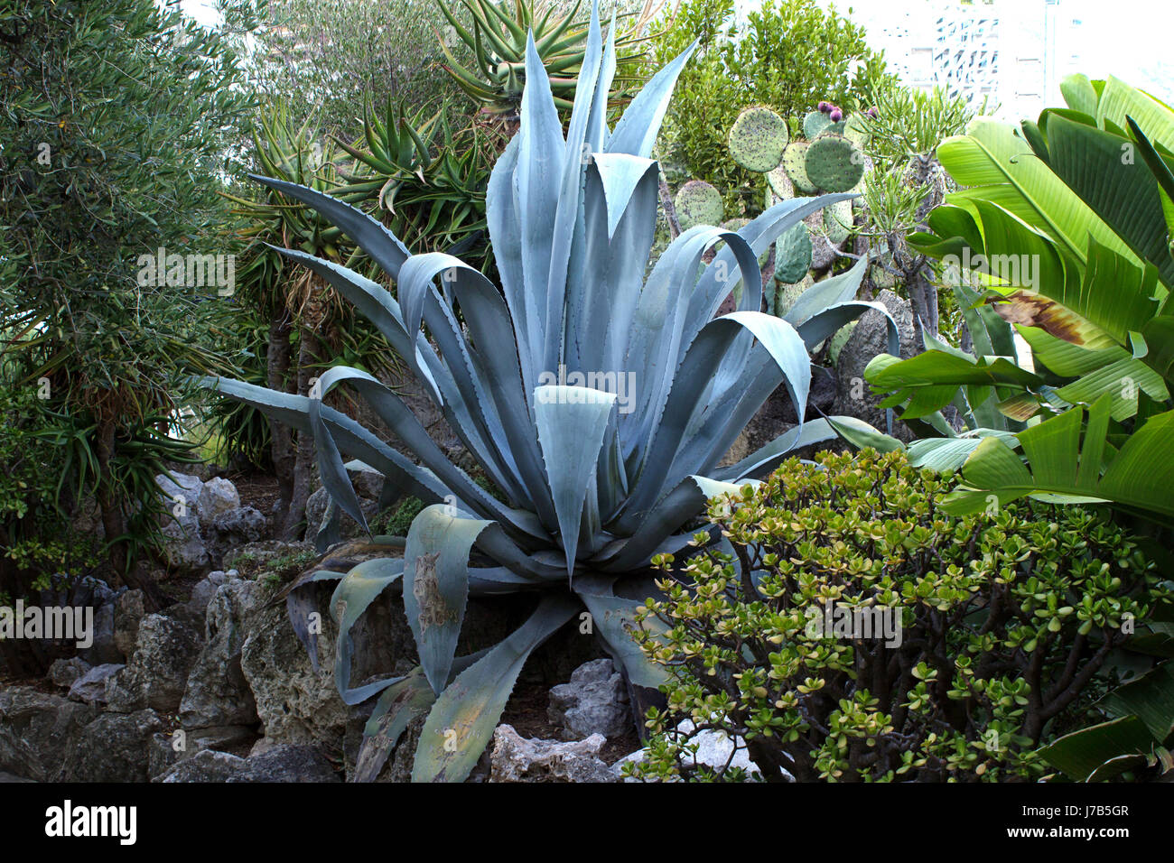 Exotic garden of Monaco, jardins exotique de Monaco: collection of ...
