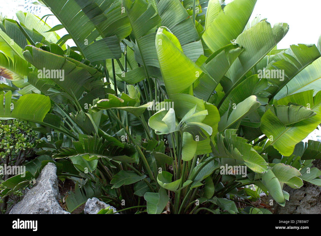 Exotic garden of Monaco, jardins exotique de Monaco: collection of ...