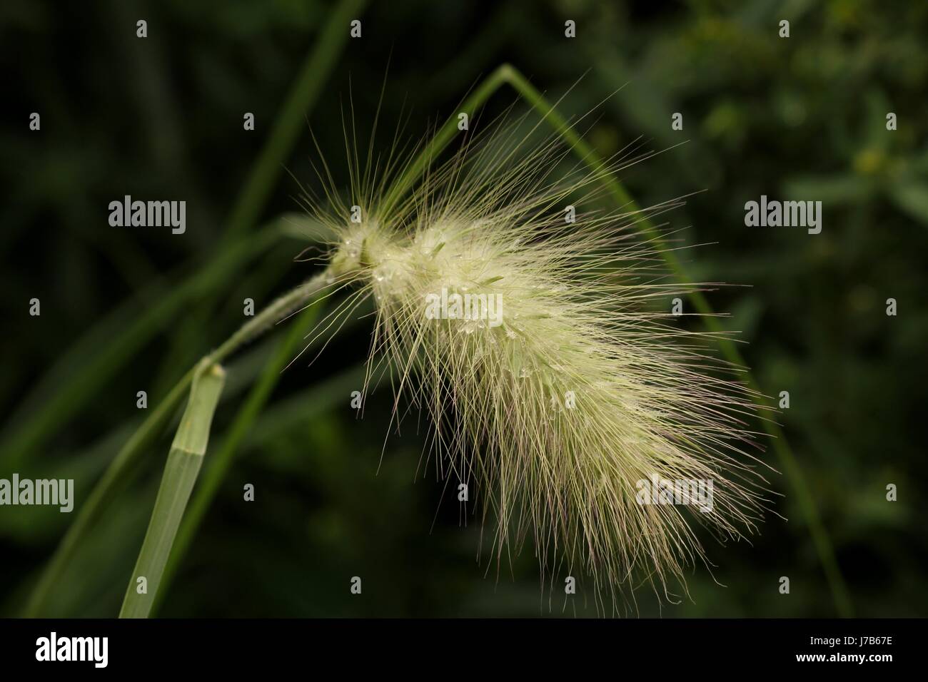 grain ear blade yellow water plant drop drip drops seeping sopping ...