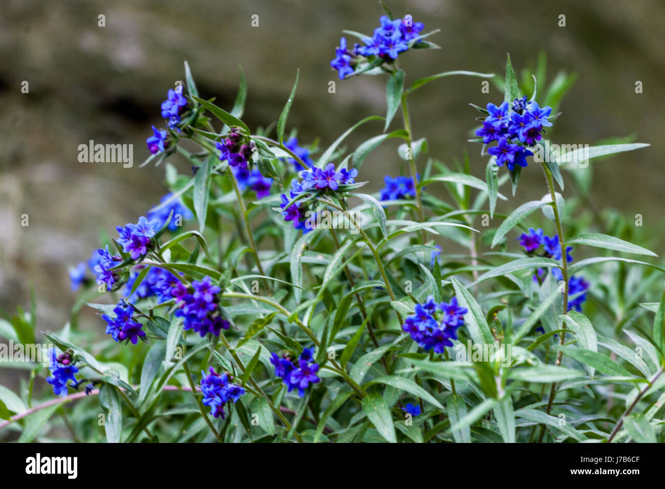 Purple gromwell, Lithospermum purpureocaeruleum in flowering Stock ...
