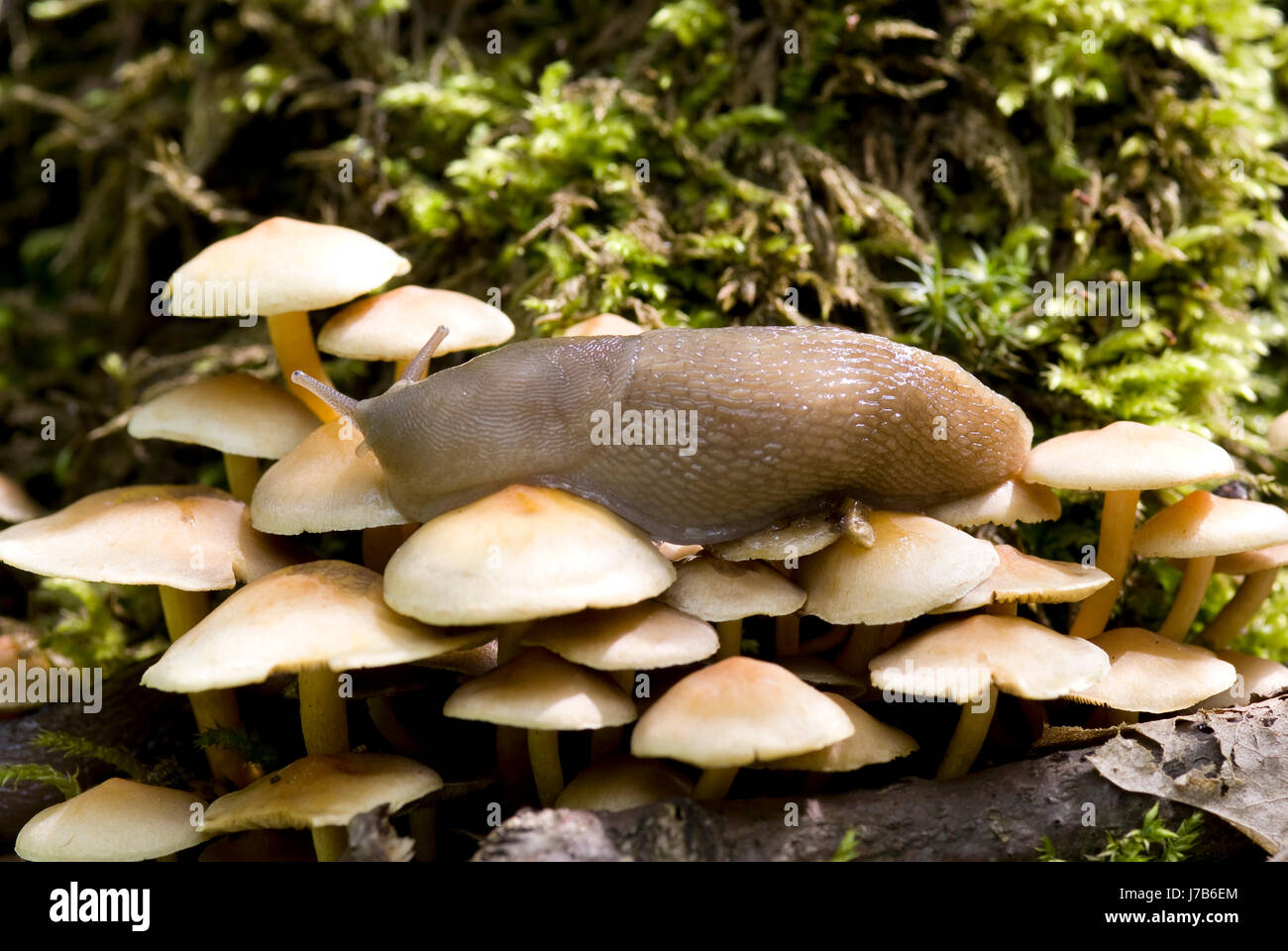 animal scrabble crawling mollusc snail moss mushroom fungus gastropod ...