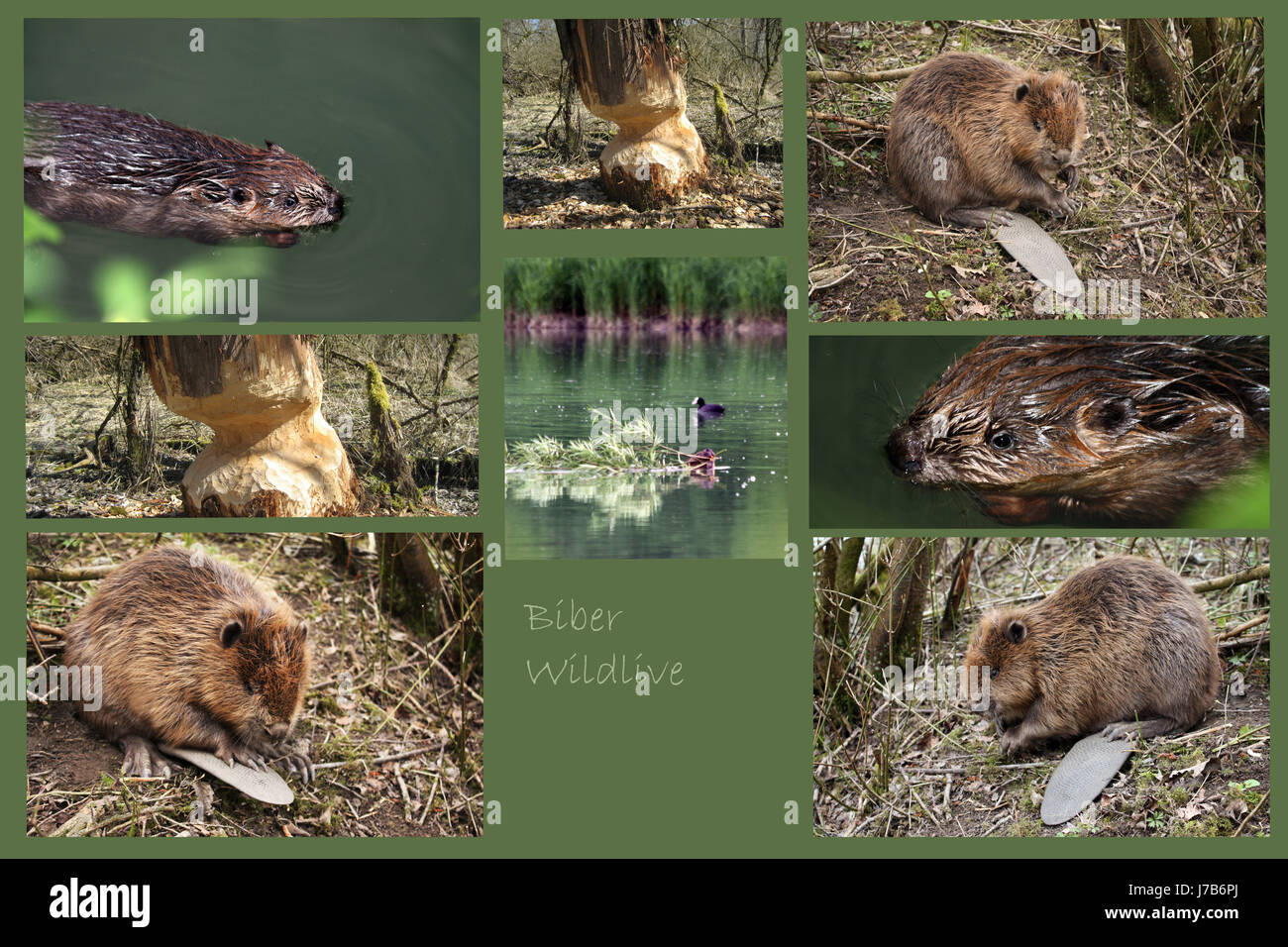 rodent beaver tree trees teeth rodent drop beaver tear down water ...