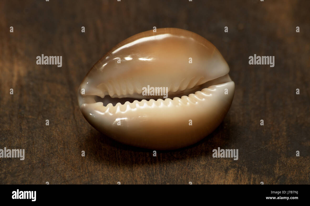 seashell on wood Stock Photo - Alamy