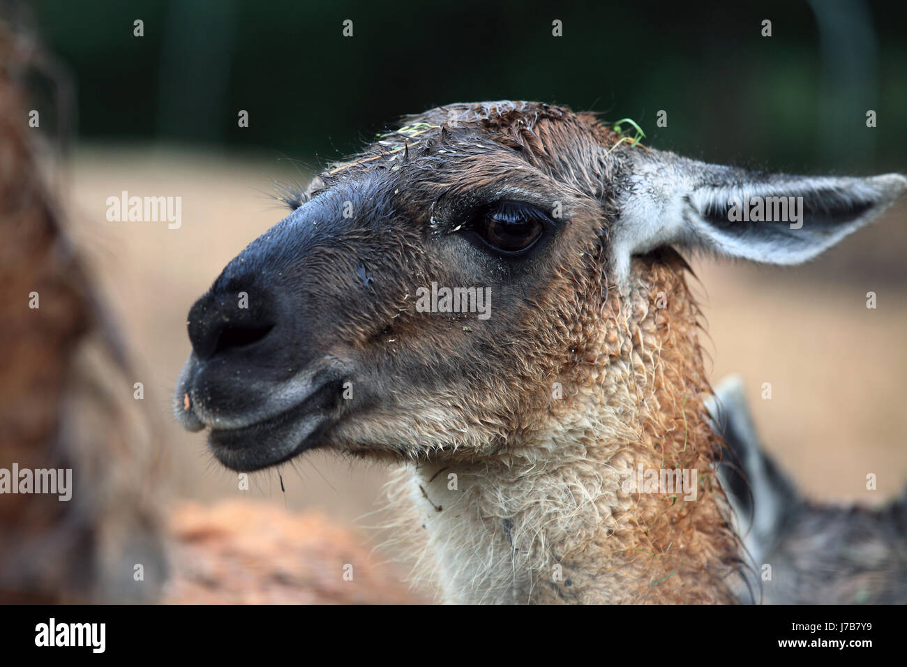 animal camel hairs skin wool alpaca animal brown brownish brunette wild ...