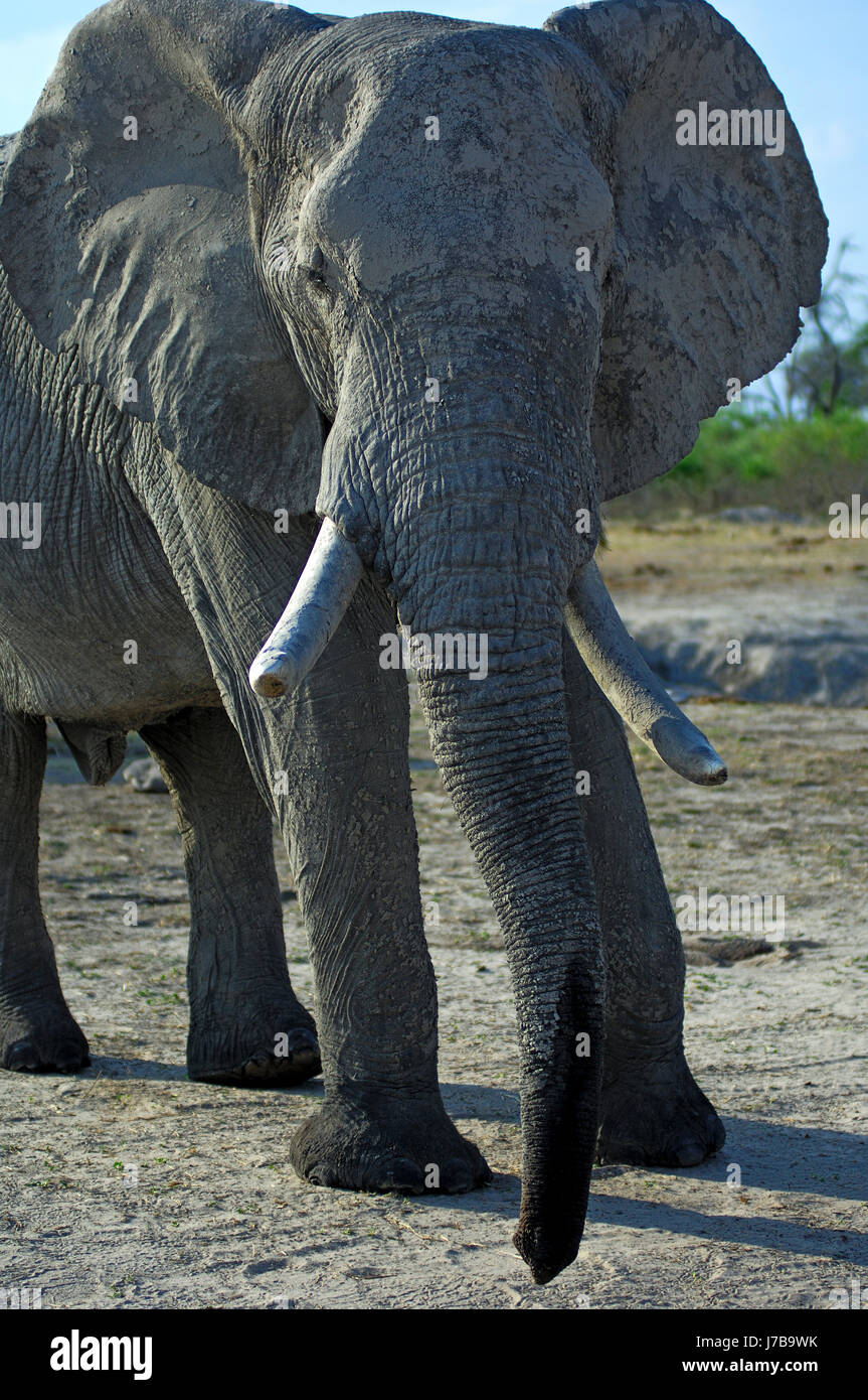 elephant portrait age elder animal mammal fauna africa elephant animals ...