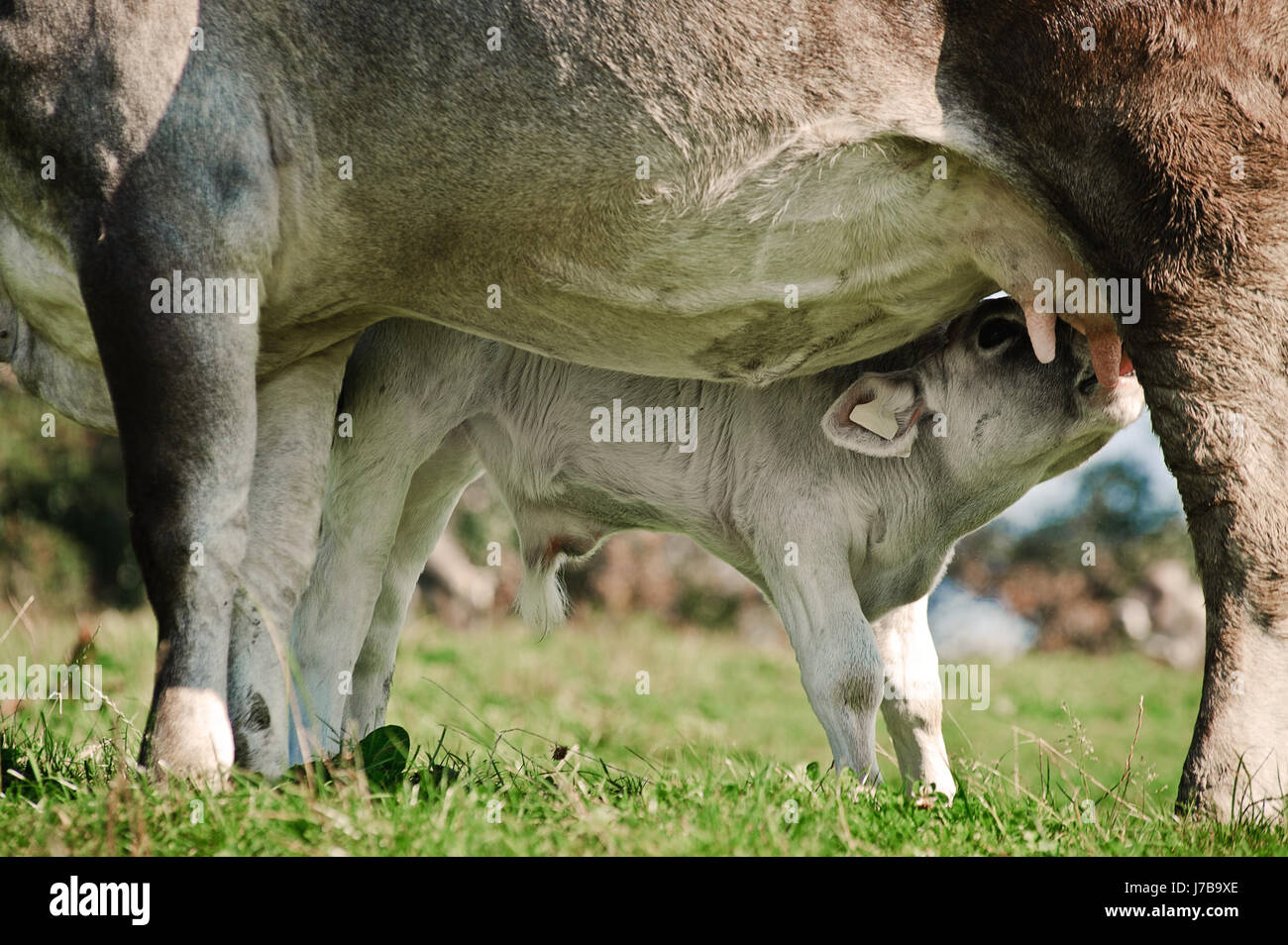 drink drinking bibs cow farm cattle country calf suckle care food ...