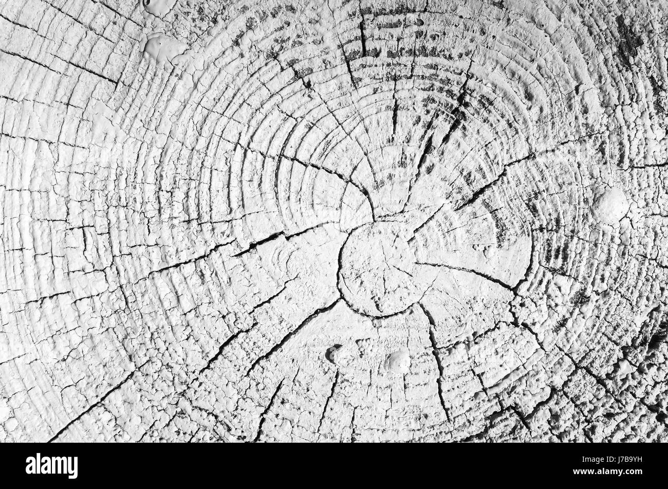 Circular pattern in nature hi-res stock photography and images - Alamy