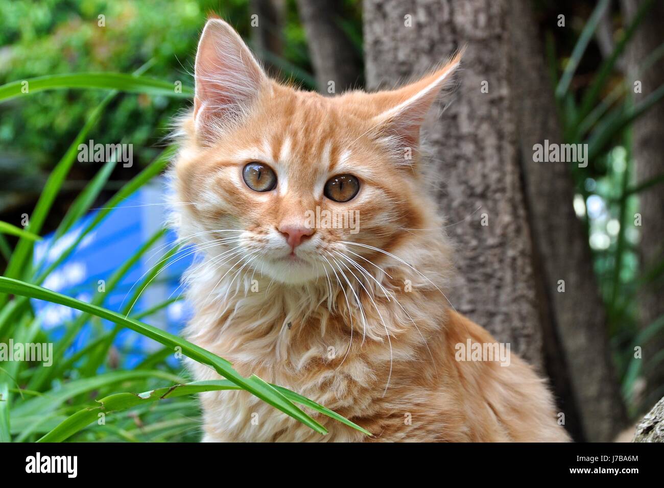 portrait orange young younger pussycat cat domestic cat red head tree ...