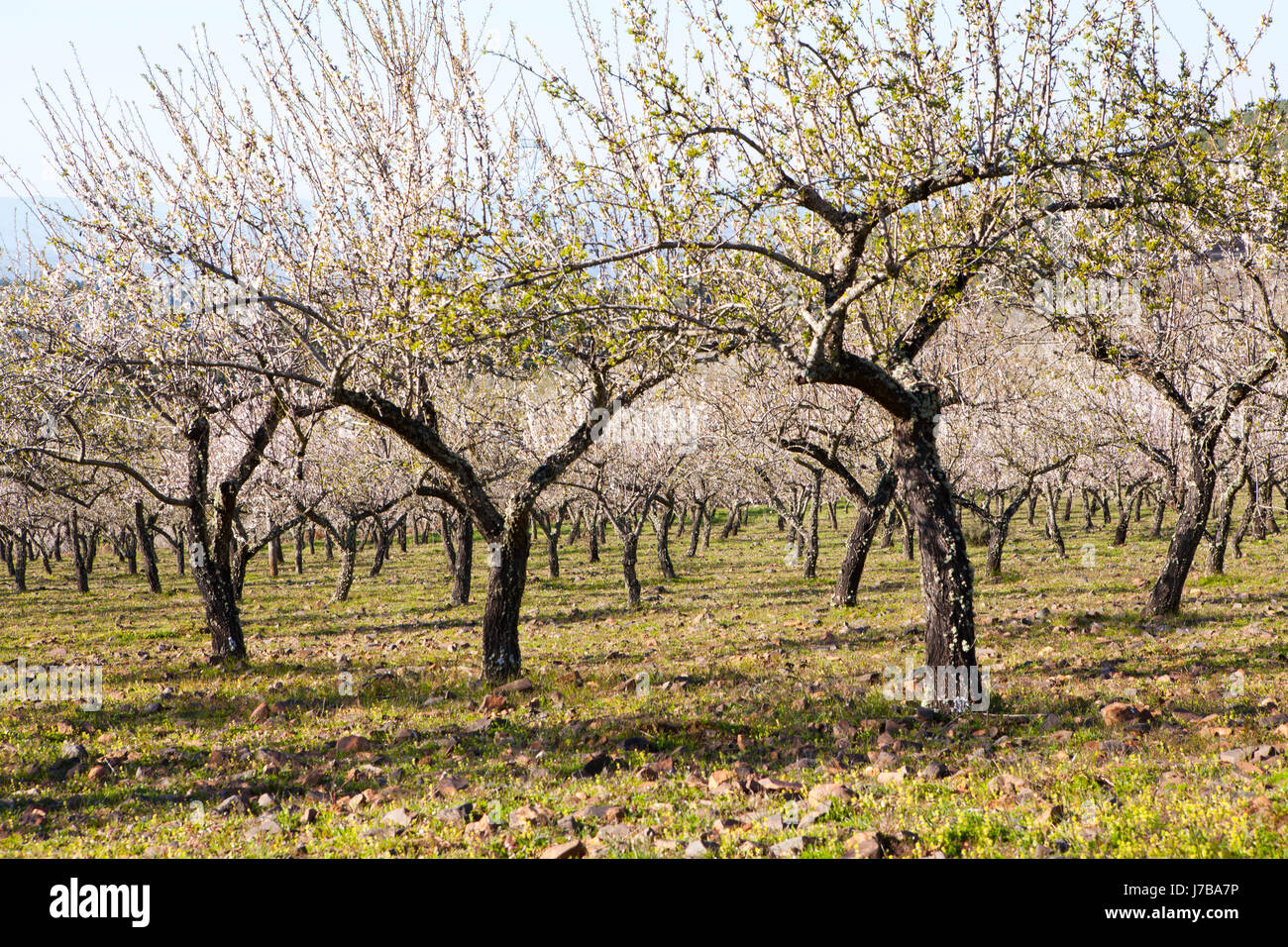 Almond Trees in Bloom Stock Photo - Alamy