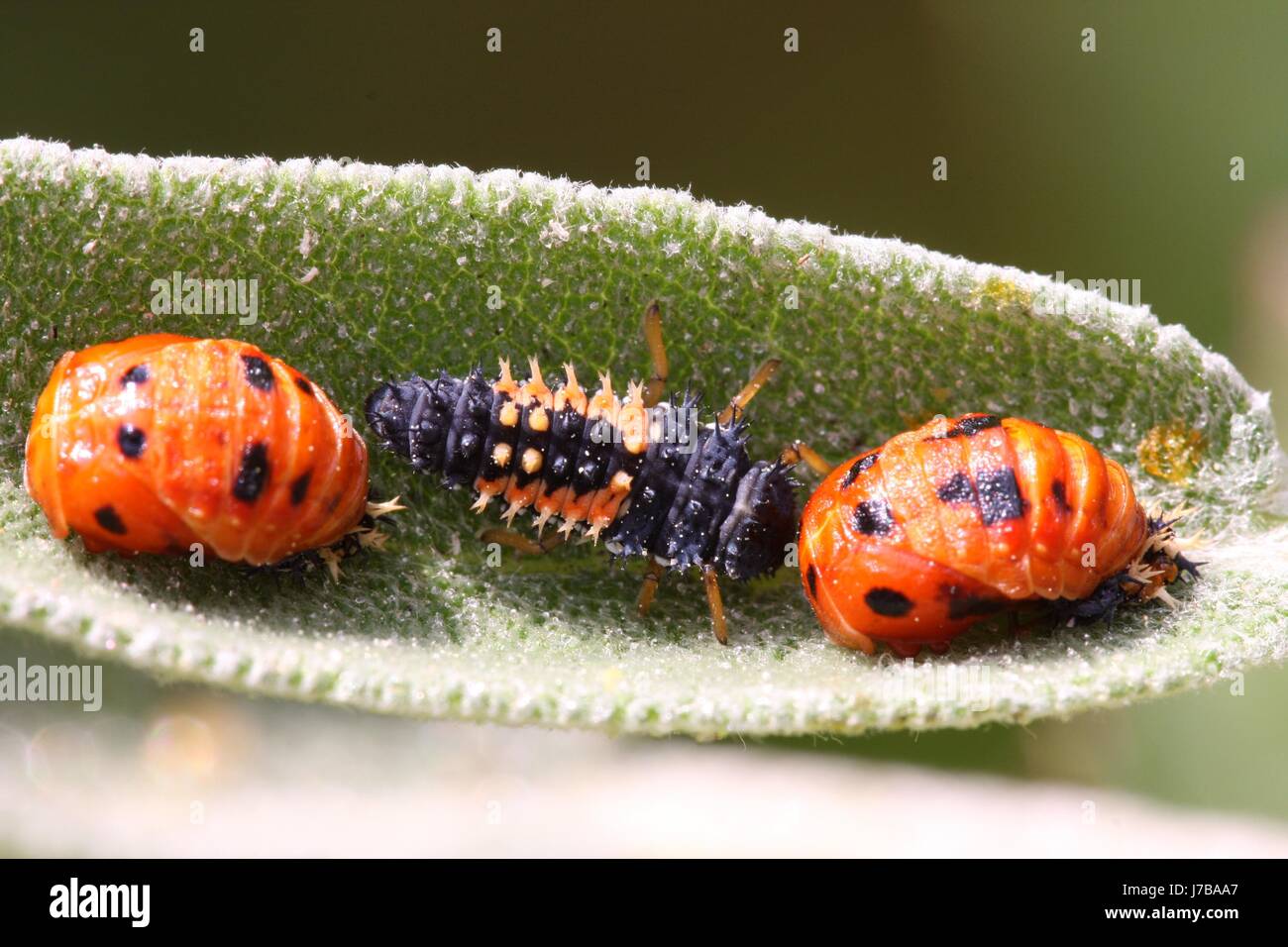 metamorphosis larvae nascency development developing ladybug beetle ...