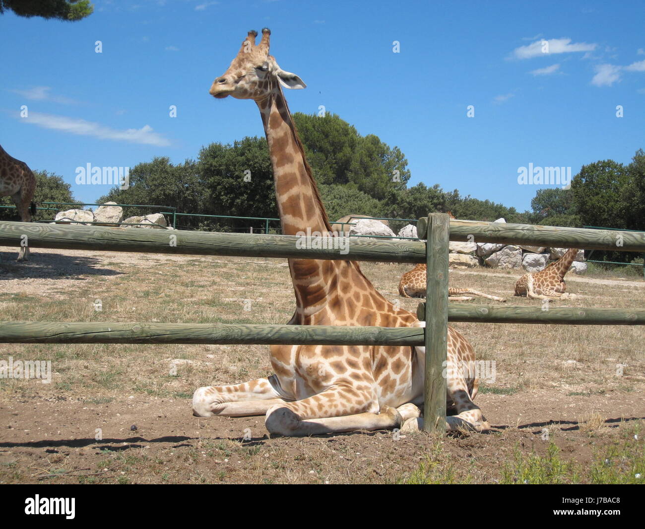 beautiful beauteously nice park animal mammal giant zoo giraffe neck ...