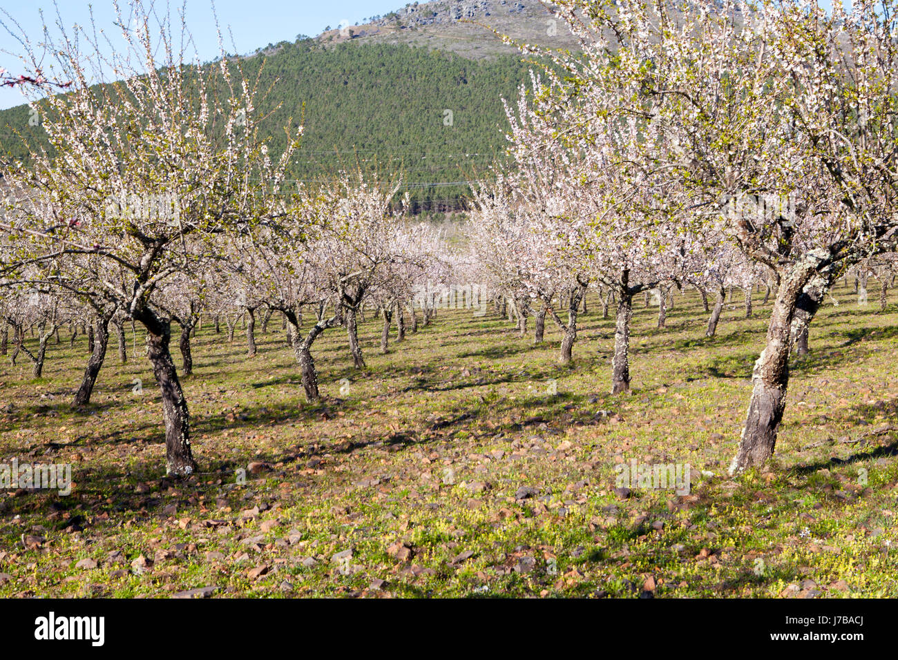 Almond Trees in Bloom Stock Photo - Alamy