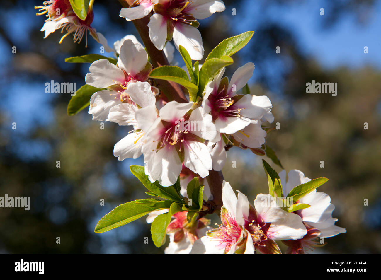 Almond Trees in Bloom Stock Photo - Alamy