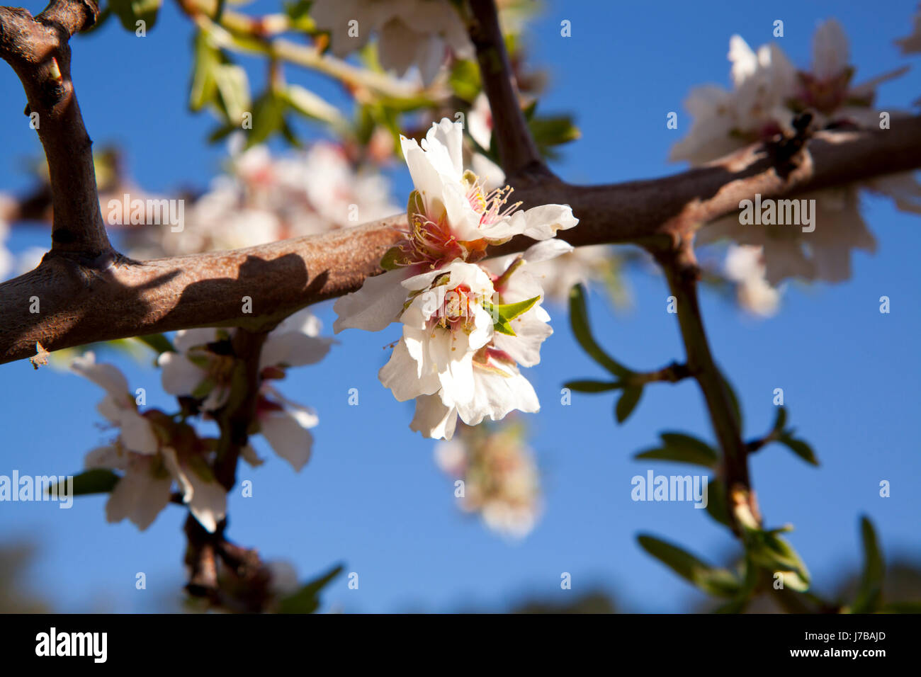 Almond Trees in Bloom Stock Photo - Alamy