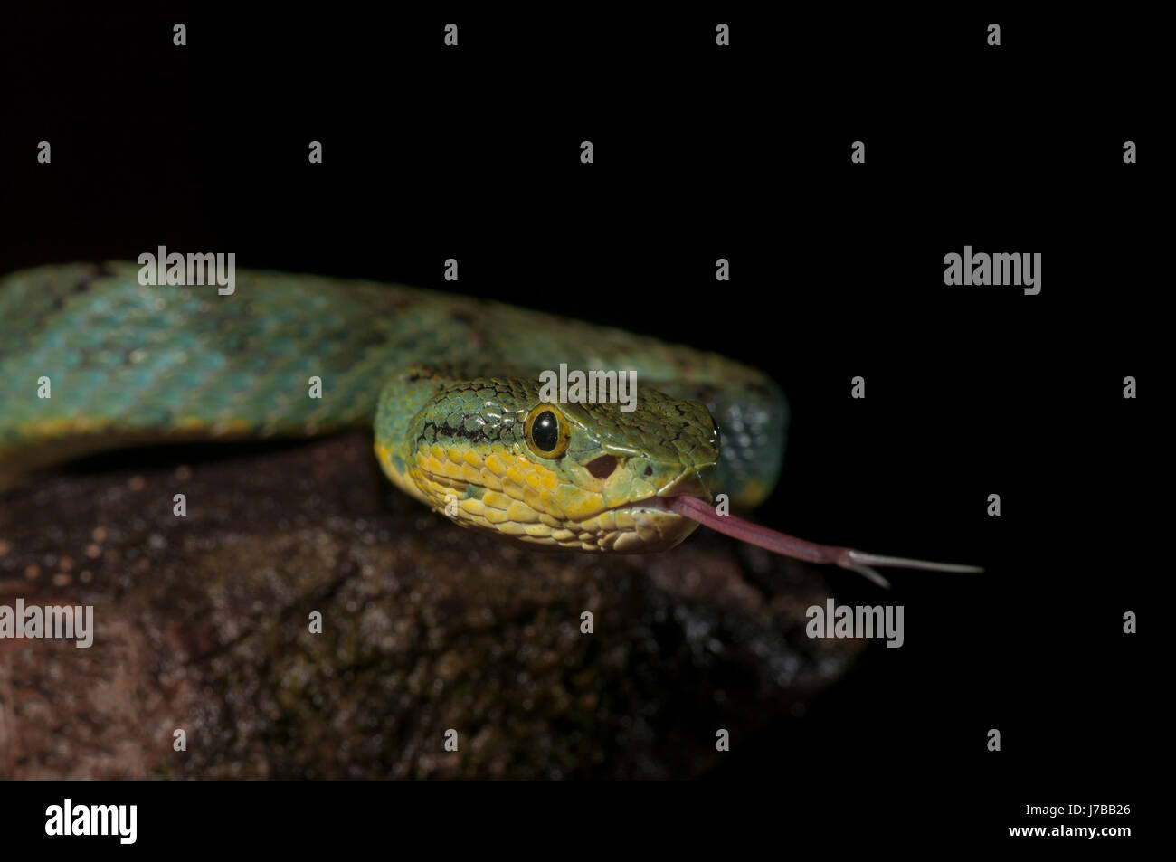 Pit Viper Family High Resolution Stock Photography and Images - Alamy