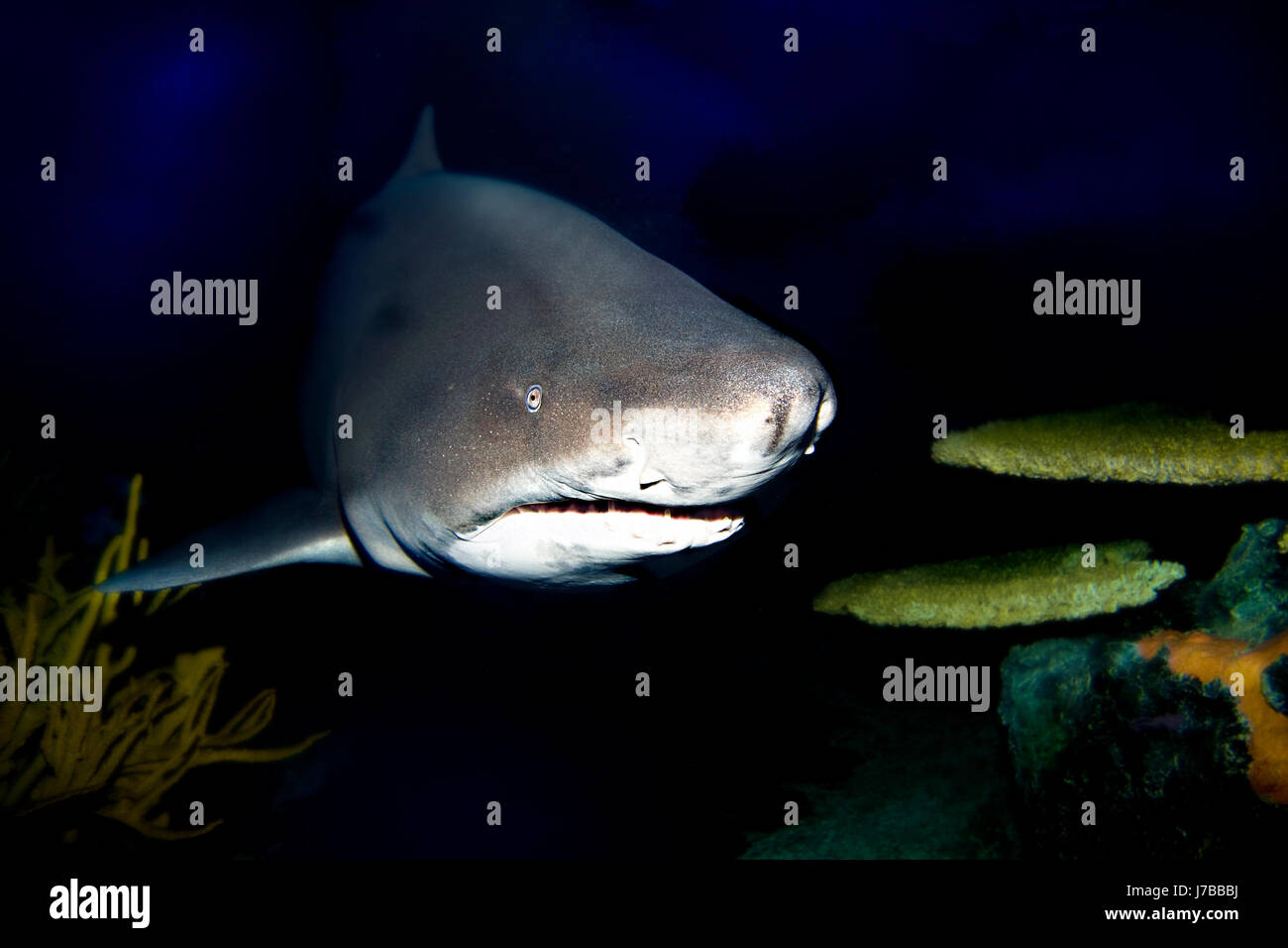 animal fish view contact attack shark watching observe watch sharks ...