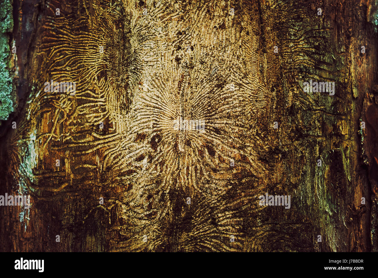 Pattern from insects on the a trunk of tree as a background Stock Photo ...
