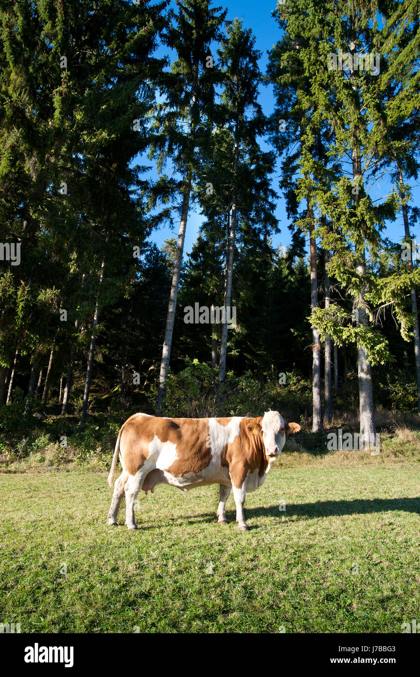 field cow farm cattle pasture ranch nature beautiful beauteously nice ...
