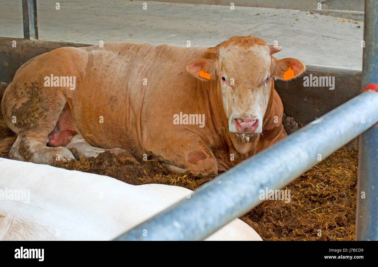 profile birth childbirth parturition delivery born female animal mammal ...