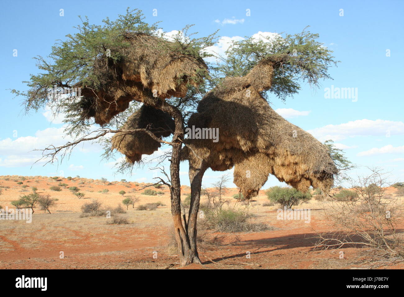weaver bird colony Stock Photo - Alamy