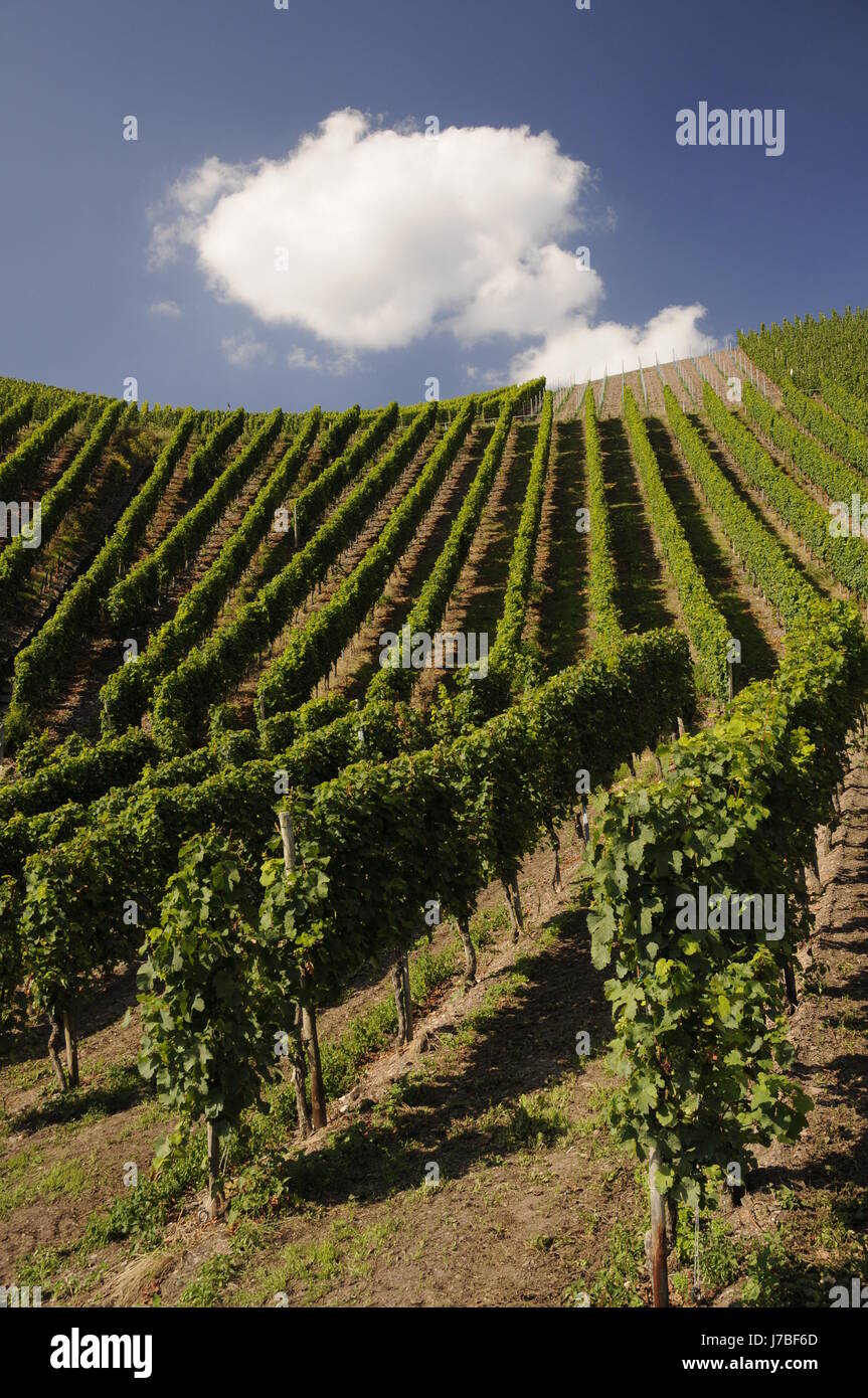 agriculture farming cloud vineyards vineyard vines firmament sky vine ...