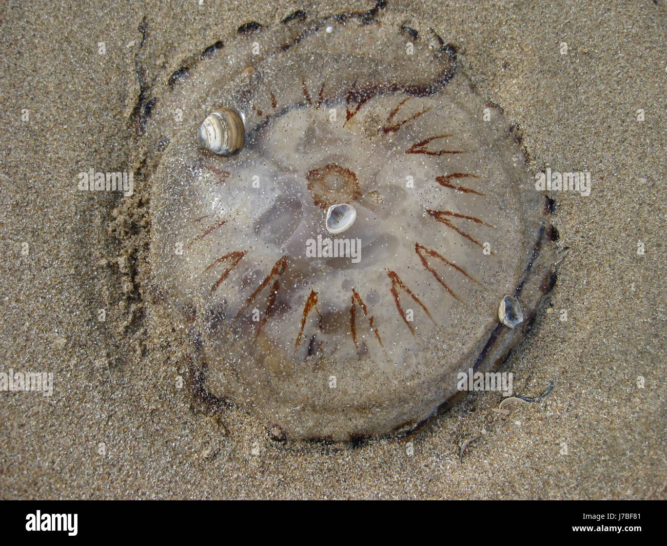 3 shells on beach hi-res stock photography and images - Alamy