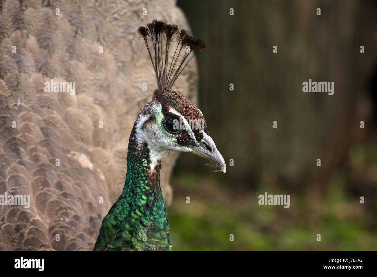 Peahen hen hi-res stock photography and images - Alamy