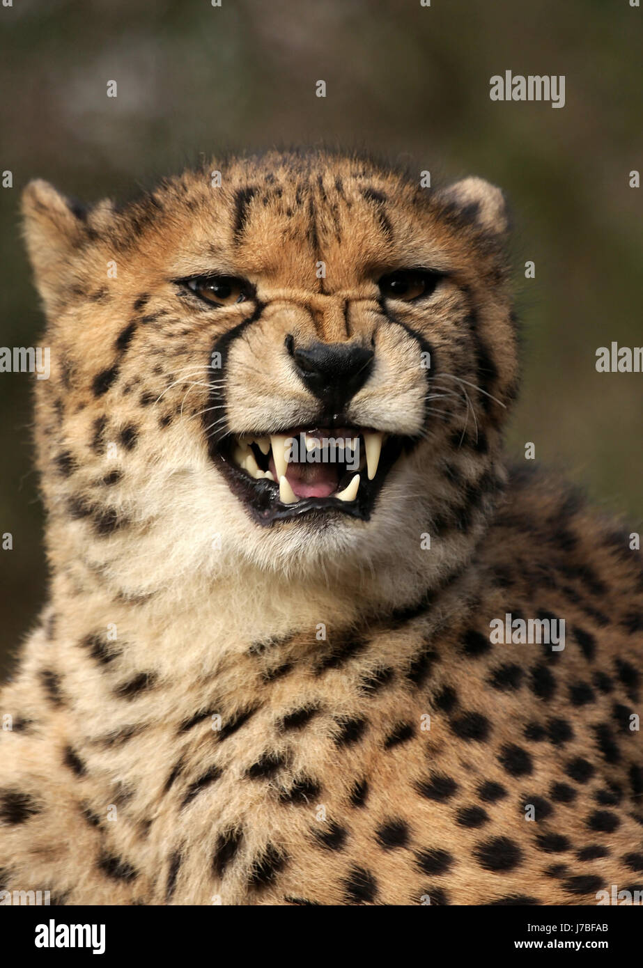 mammal teeth africa portrait big cat feline predator look glancing see ...