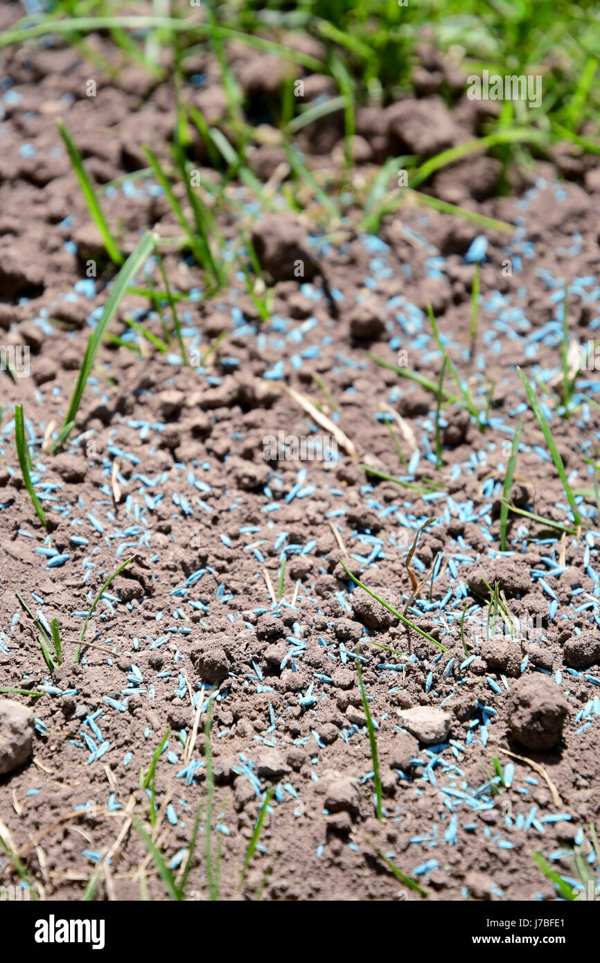 Treated seed hi-res stock photography and images - Alamy