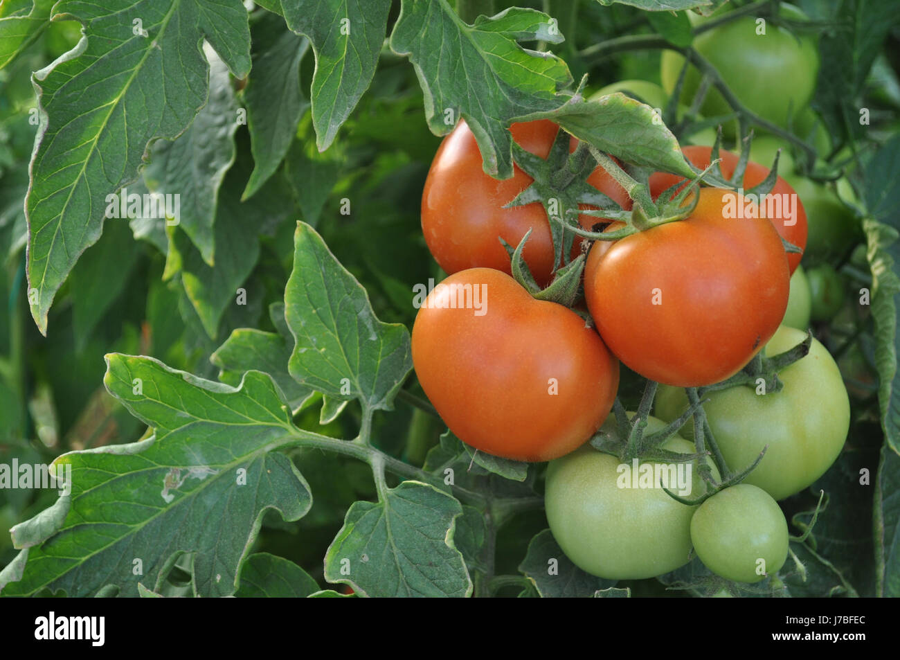 food aliment agriculture farming vegetable tomatoes tomatos organic ...