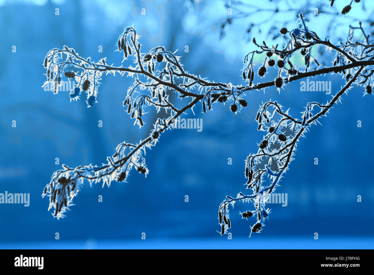 blue winter ice frost branch haw berries blue tree winter cold ripe ice ...