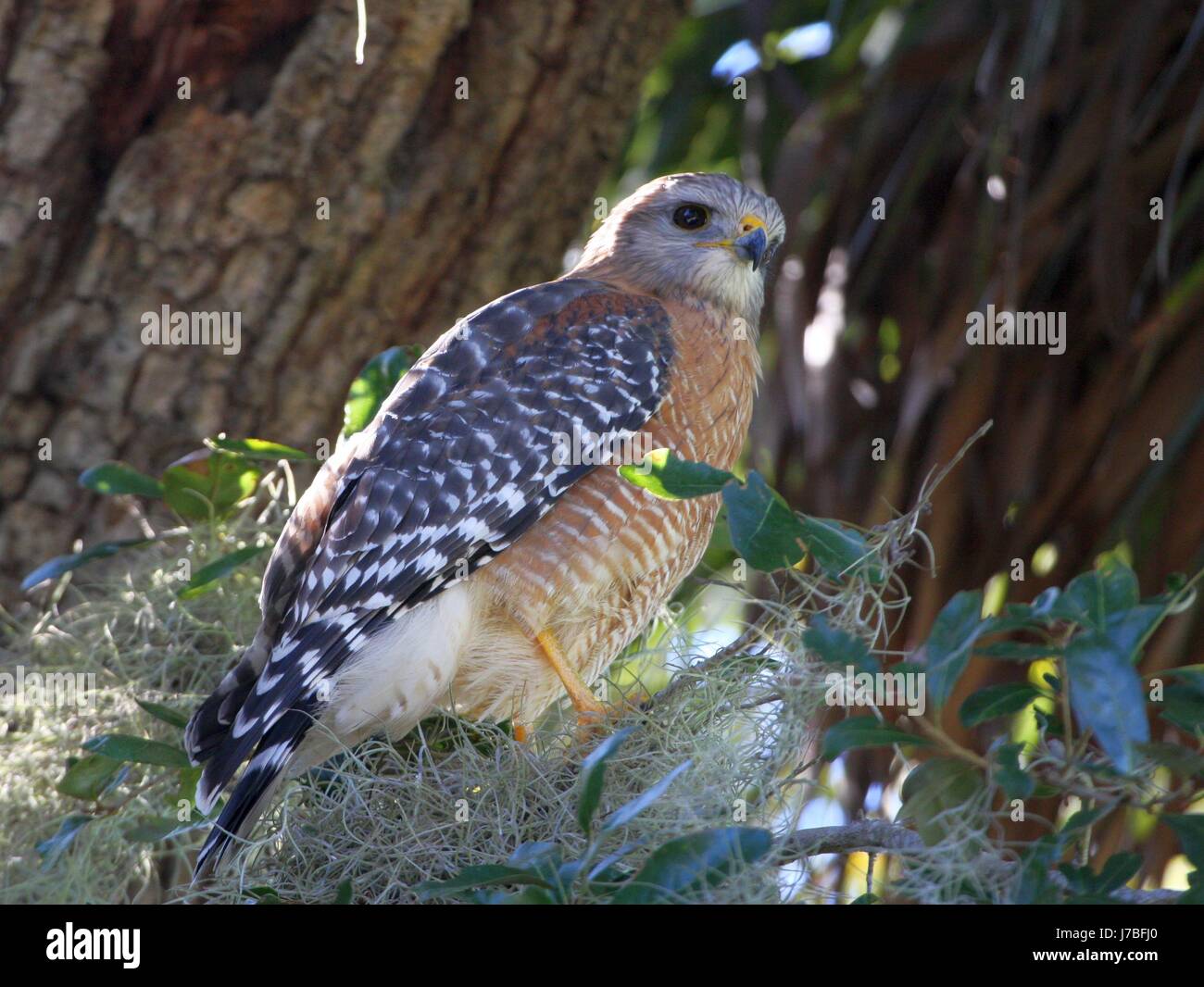 birds of prey raptor raptor birds of prey buzzard rotschulterbussard ...