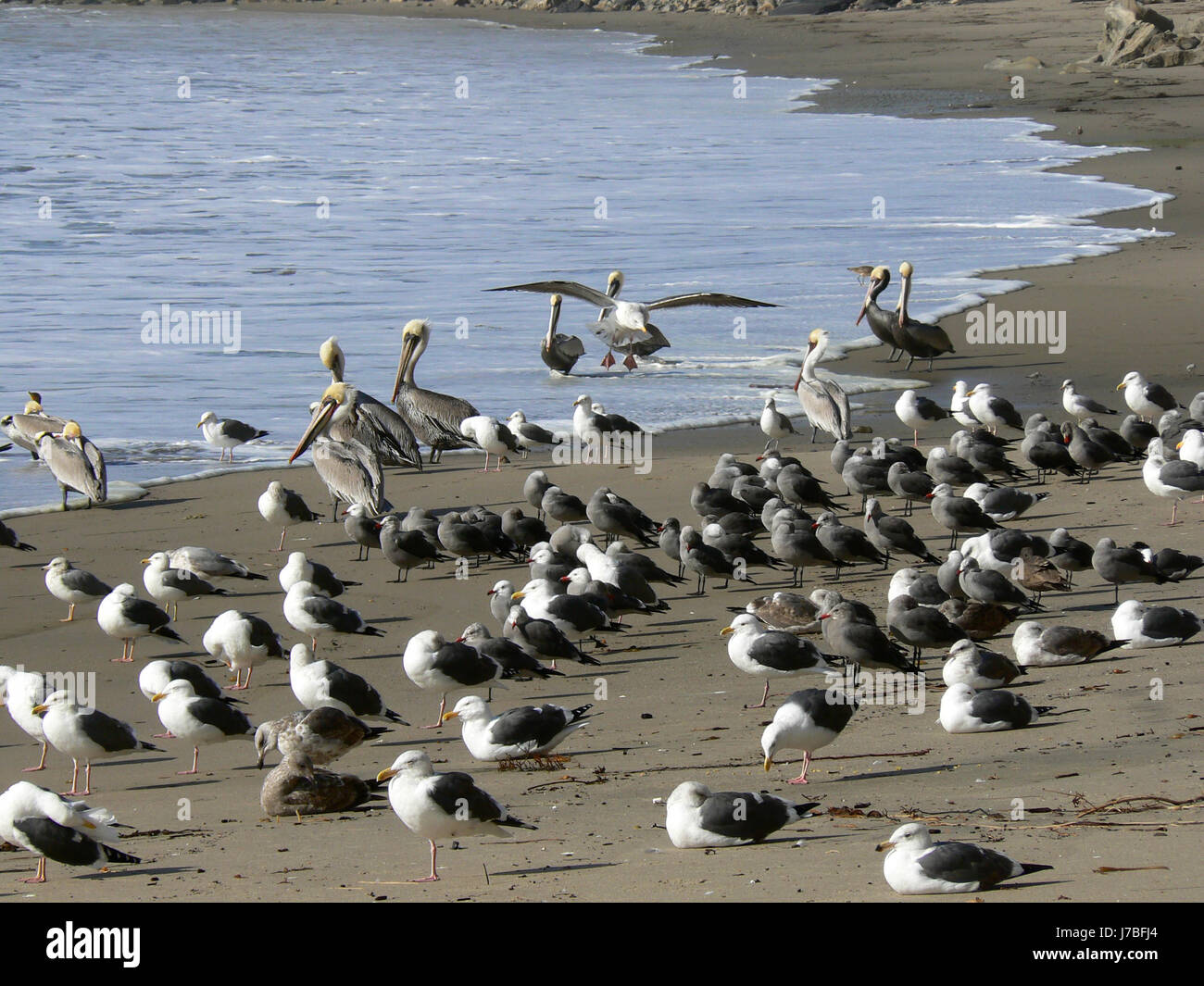 bird beach seaside the beach seashore birds california waterfowls ...